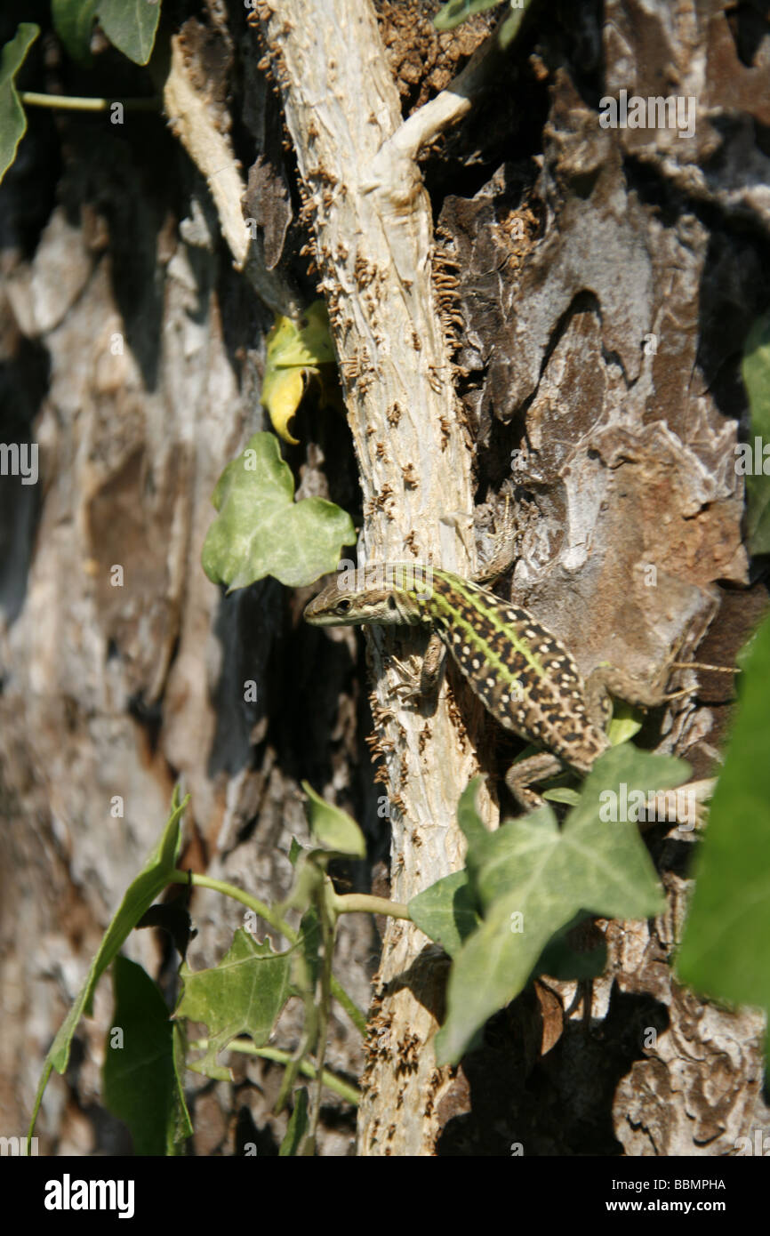 green lizard climbing tree in italy Stock Photo - Alamy