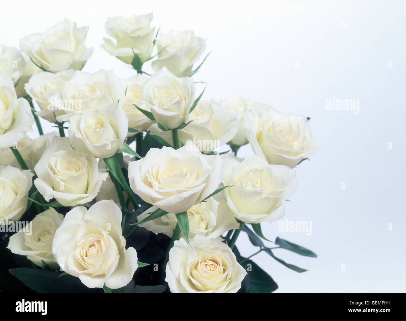 Close-up of a bunch of white roses Stock Photo - Alamy