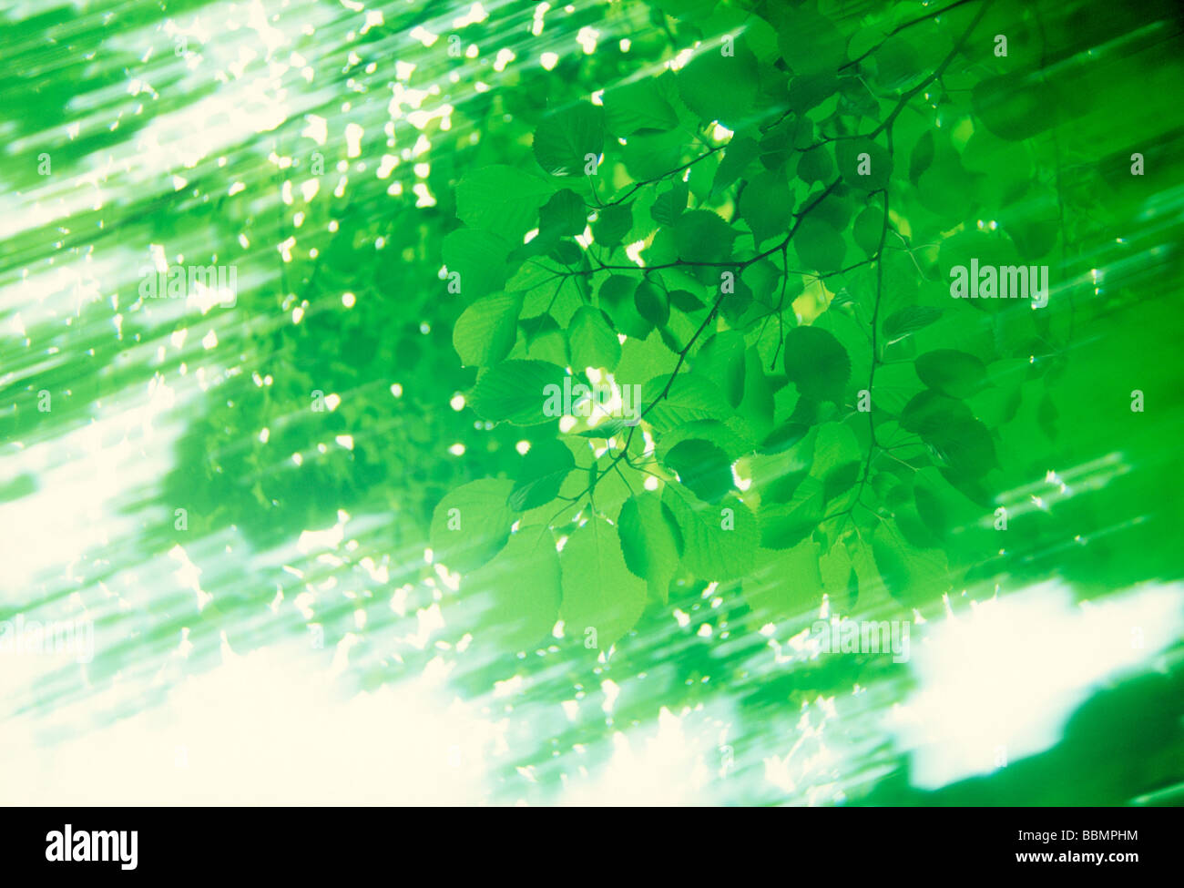 Radiating leaves hi-res stock photography and images - Alamy