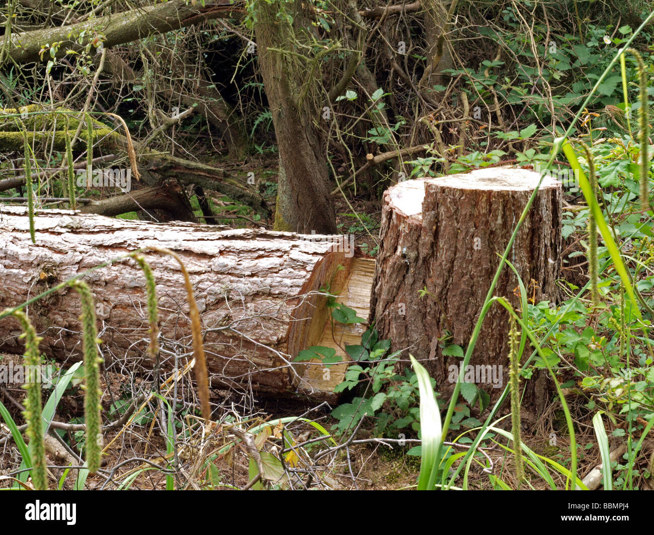 Chopped down tree left to attract wildlife in a British wood Stock ...