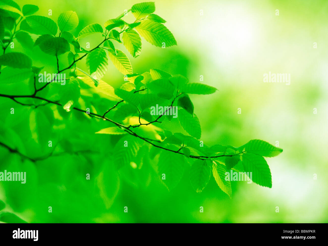 Close-up of green leaves Stock Photo - Alamy
