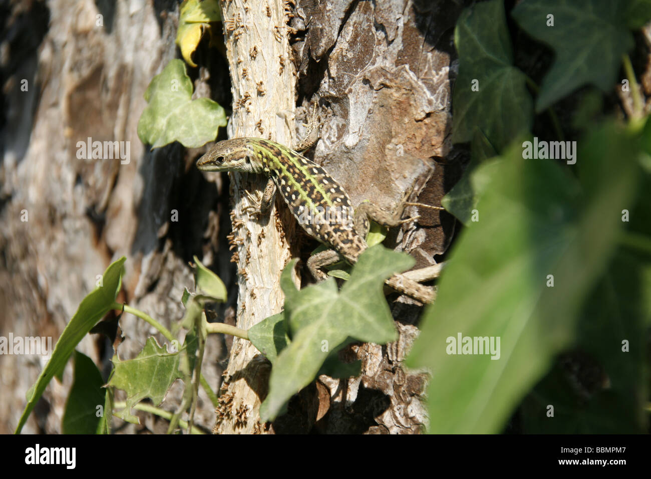 green lizard climbing tree in italy Stock Photo - Alamy