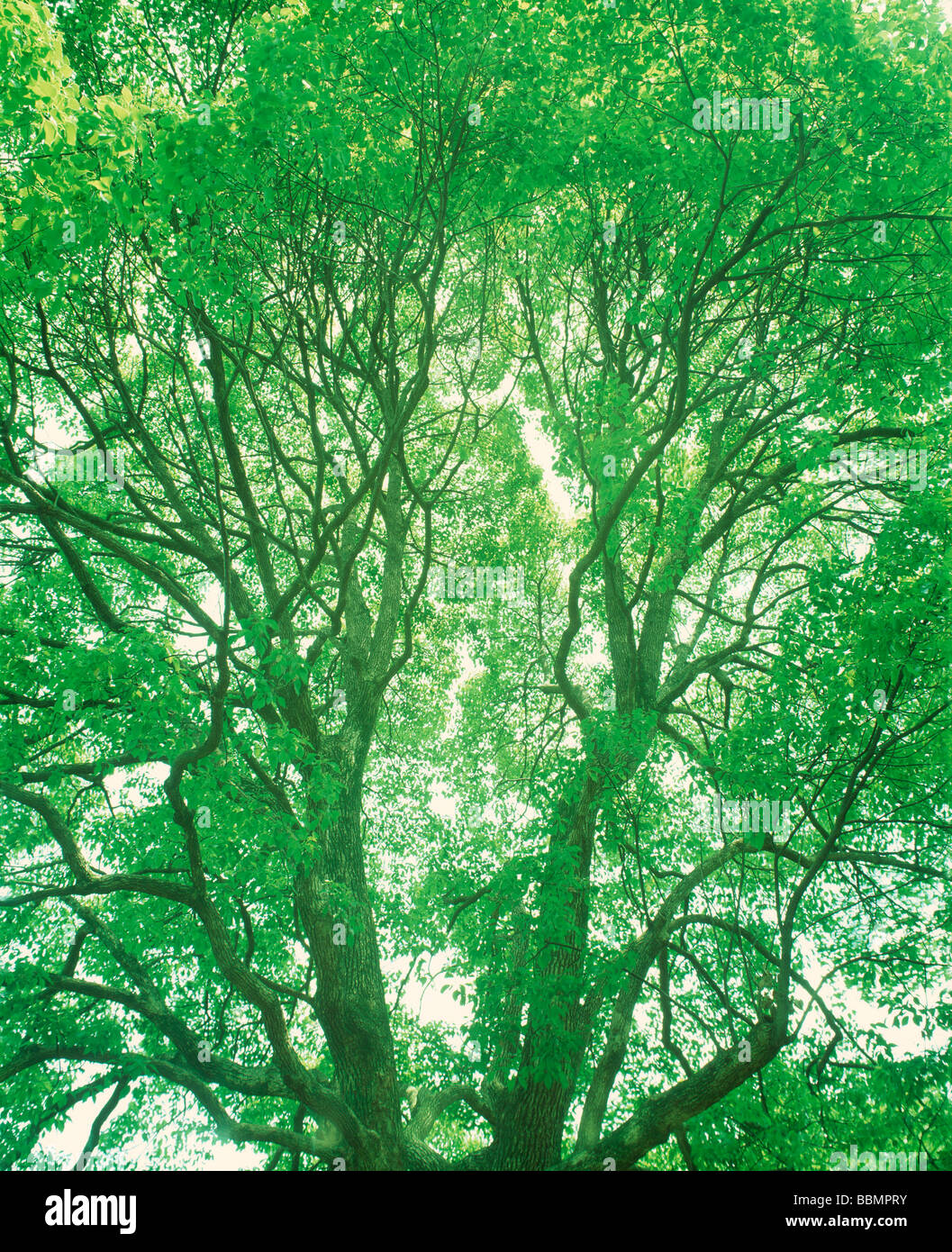 View of a huge tree with branches Stock Photo - Alamy