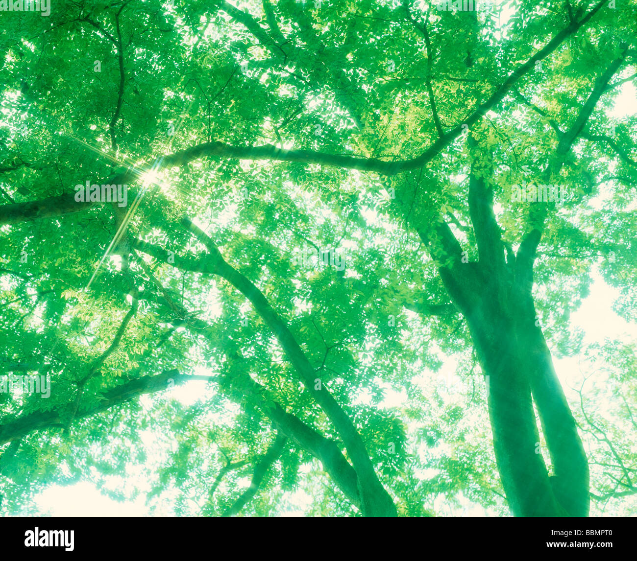 Low angle view of huge trees with branches Stock Photo - Alamy