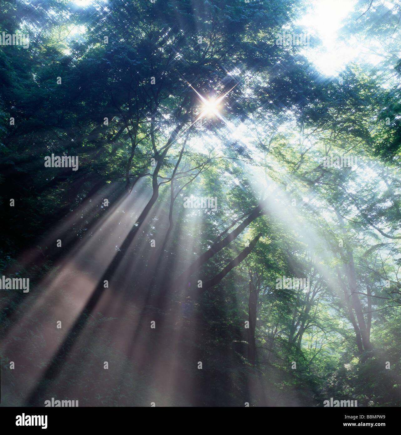 View of sunlight through trees Stock Photo - Alamy