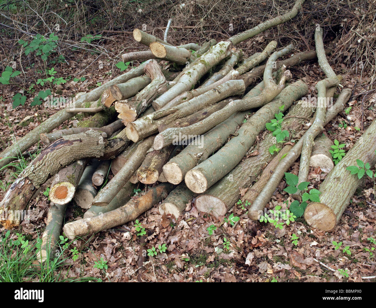 Pile of logs left to attract wildlife in a British wood Stock Photo - Alamy