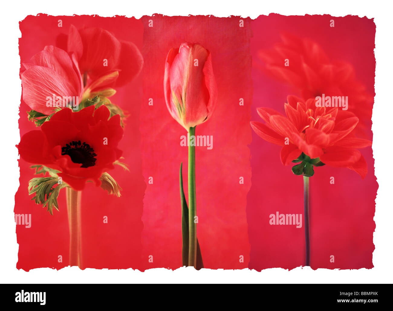 A collage of red flowers Stock Photo - Alamy