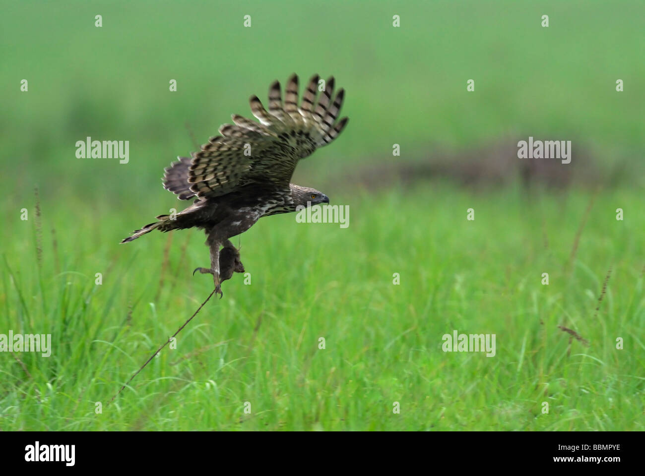 Crested Hawk Eagle lifting a rat from grasslands of Dhaikala in Corbet ...