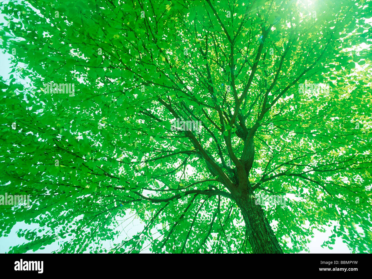 Low angle view of a tree with protruding branches Stock Photo - Alamy