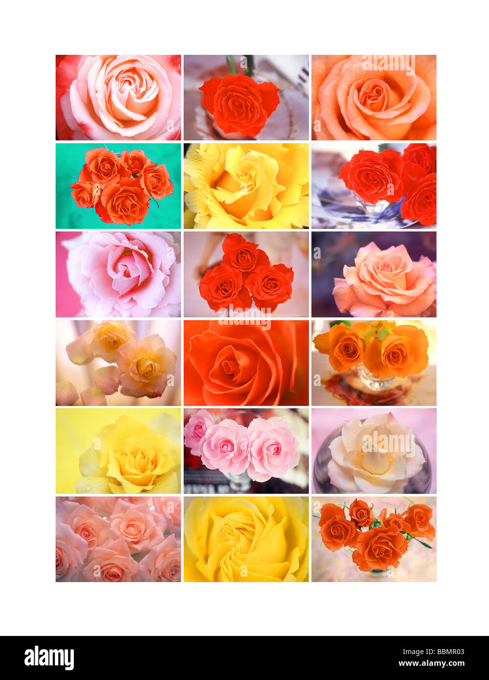 Variety of flora Cut Out Stock Images & Pictures - Alamy