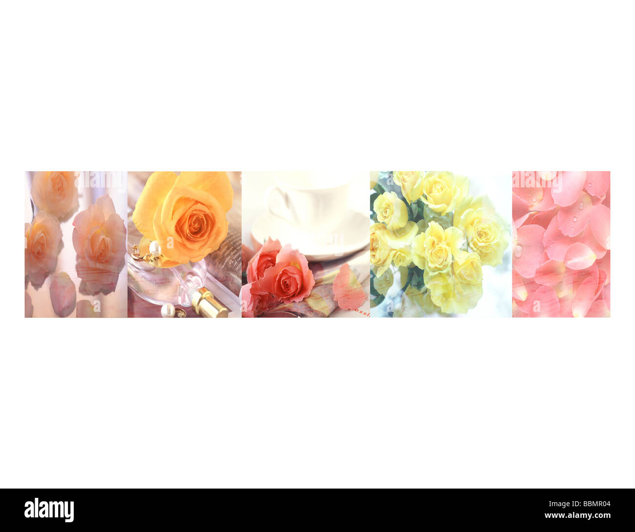 Variety of flora Cut Out Stock Images & Pictures - Alamy