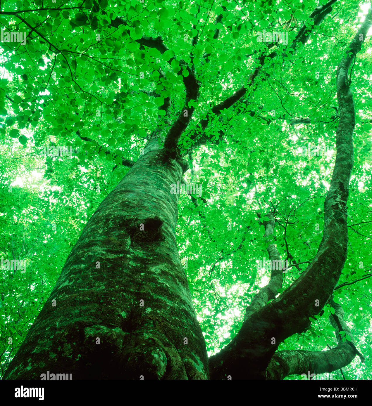 Upward view of a tree Stock Photo - Alamy