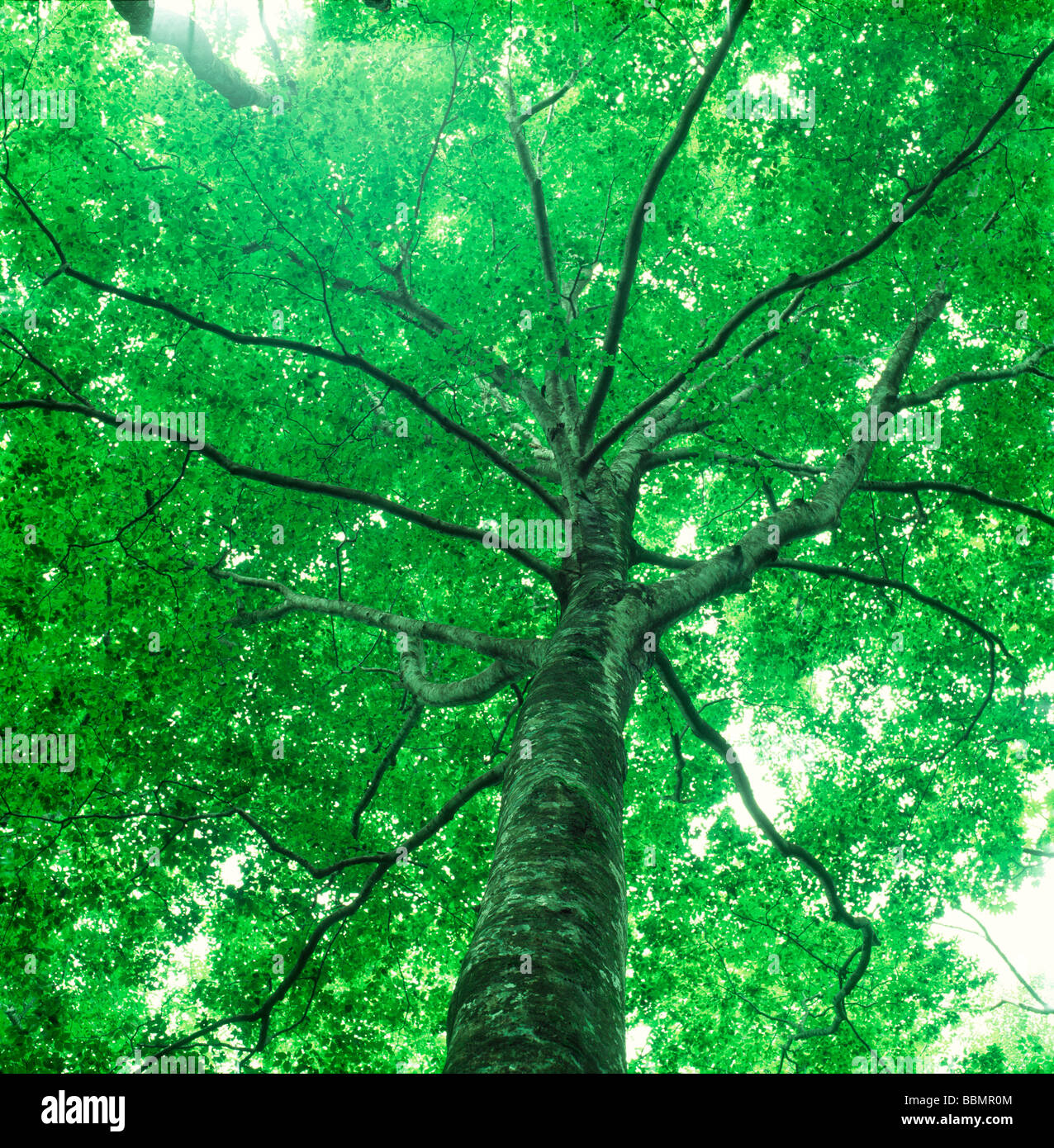 A tree with protruding branches Stock Photo - Alamy