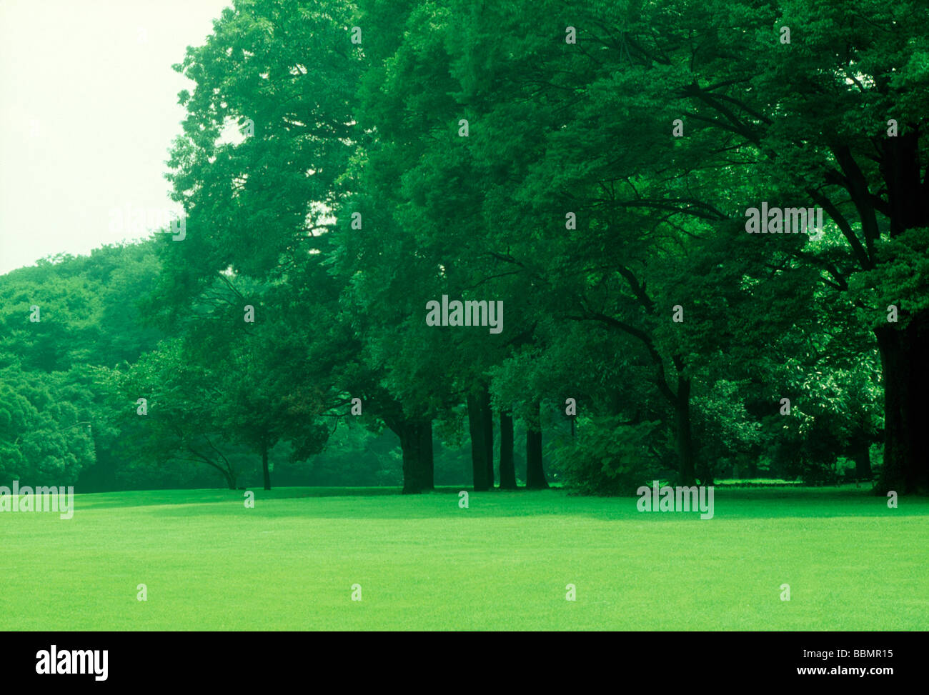 Side view of dense trees Stock Photo - Alamy