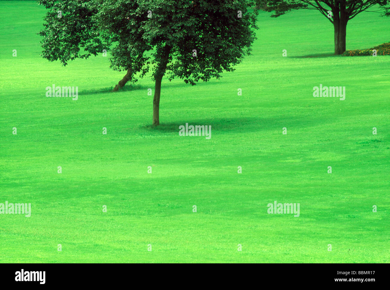 Wide area of grass with trees Stock Photo - Alamy