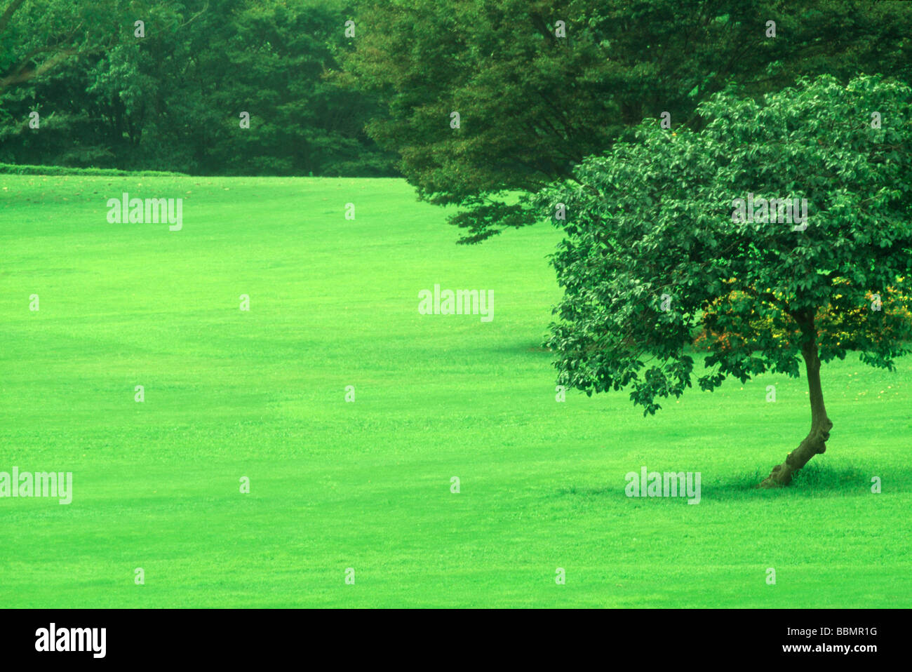 Side view of trees in a park Stock Photo - Alamy