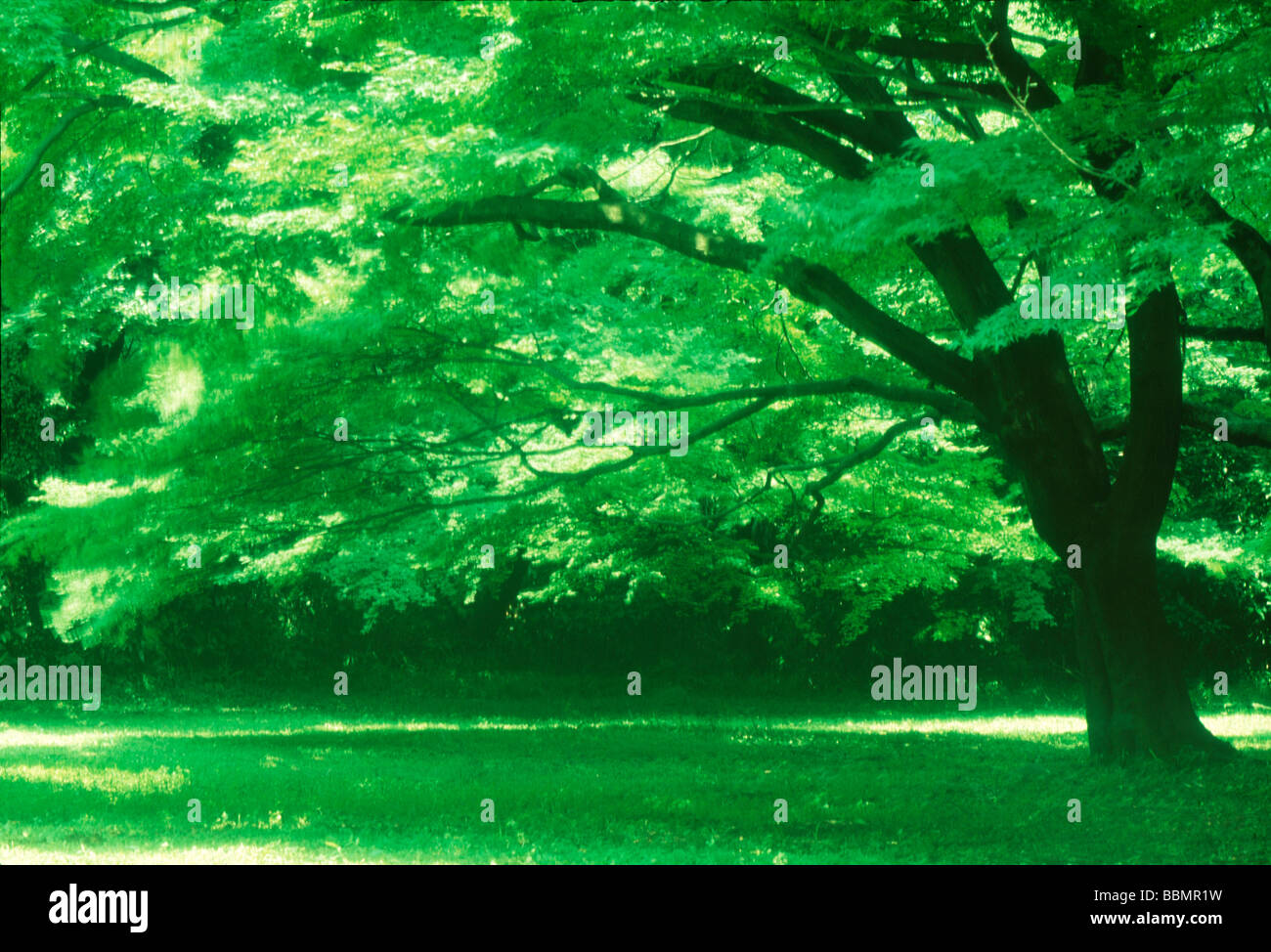 Side view of a large tree with branches Stock Photo - Alamy