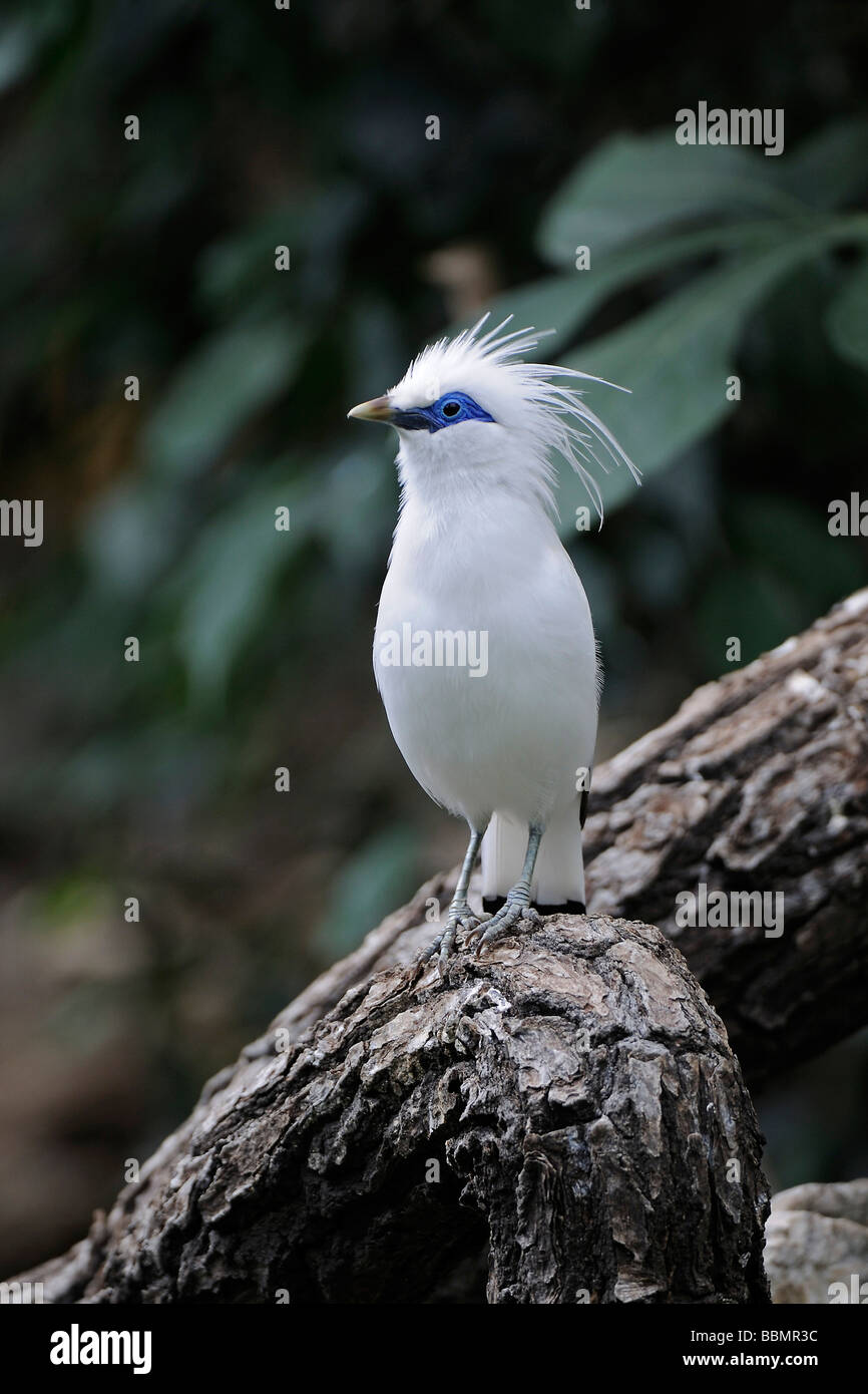 Balistare hi-res stock photography and images - Alamy