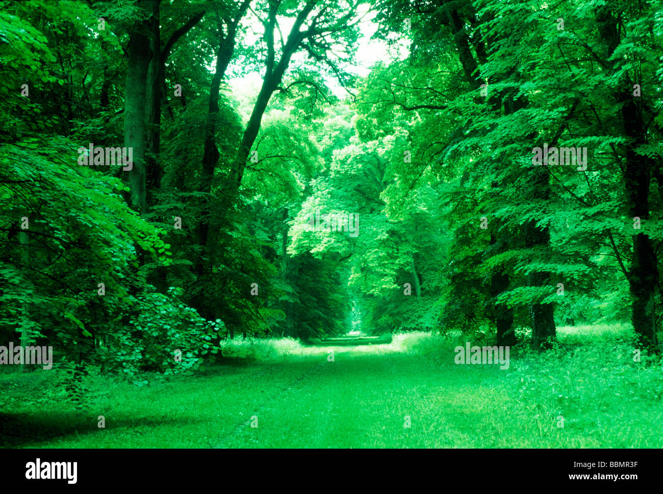 View of a dense forest Stock Photo - Alamy