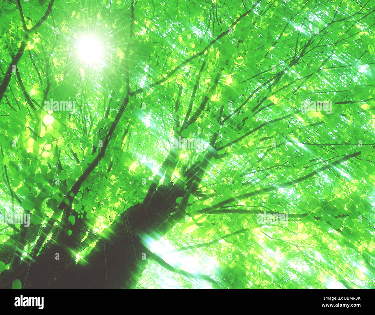 View of sunshine through a tree Stock Photo - Alamy