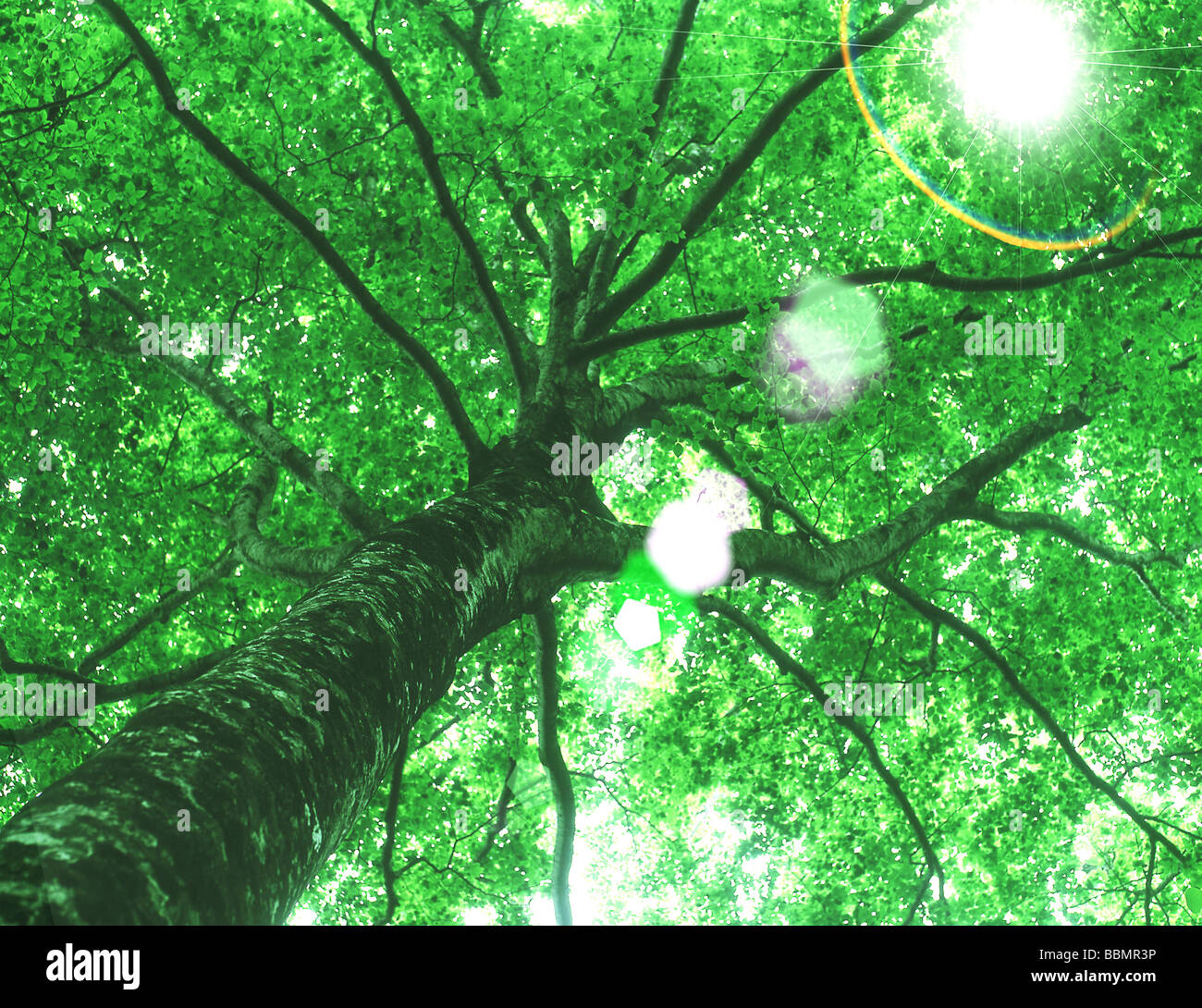 Low angle view of a tree with protruding branches Stock Photo - Alamy