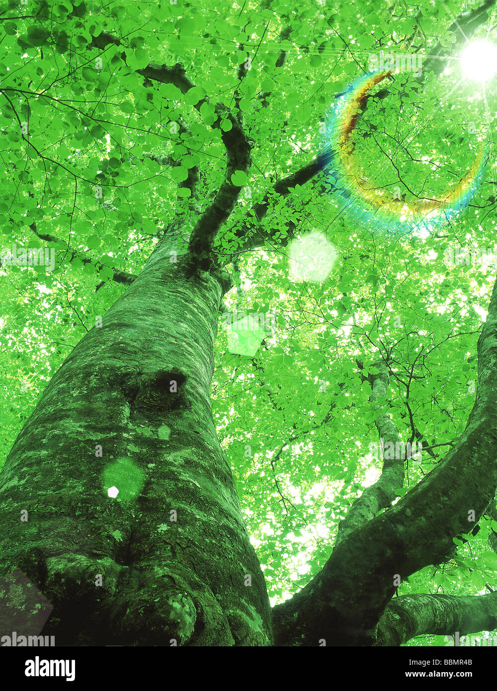 Low angle view of a tree Stock Photo - Alamy