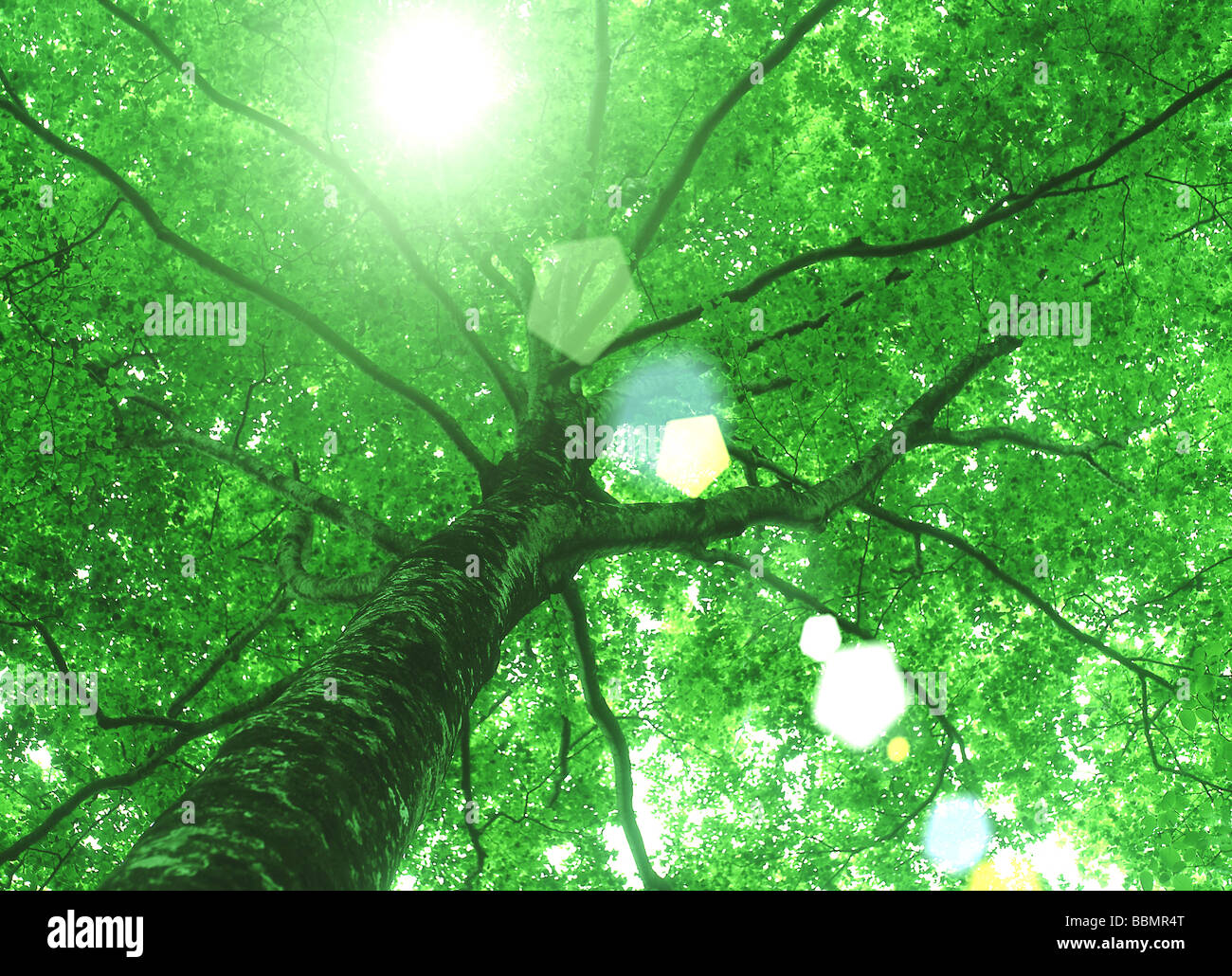 View of sunshine over a tree Stock Photo - Alamy