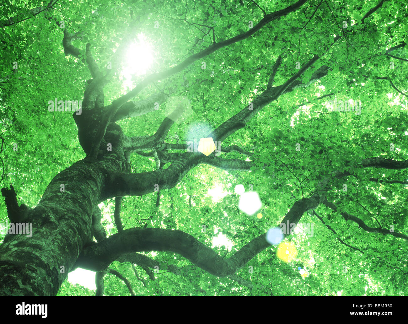 Low angle view of a tree Stock Photo - Alamy