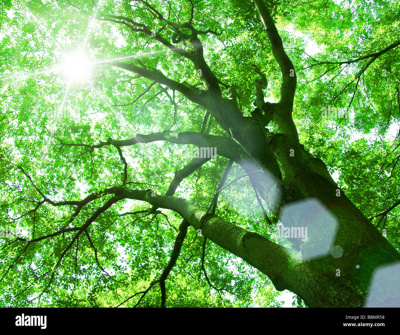Foliated hi-res stock photography and images - Alamy