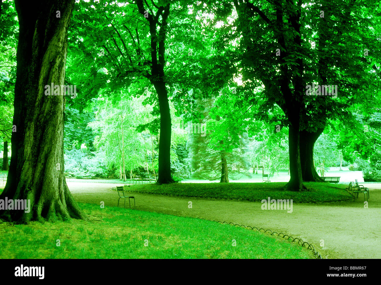 View of trees in a park Stock Photo - Alamy