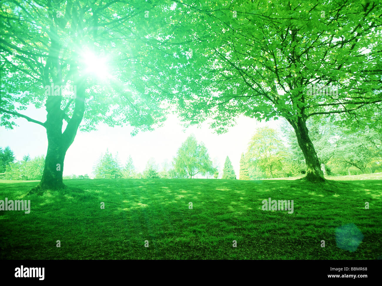 Sunlight streaming through trees Stock Photo - Alamy