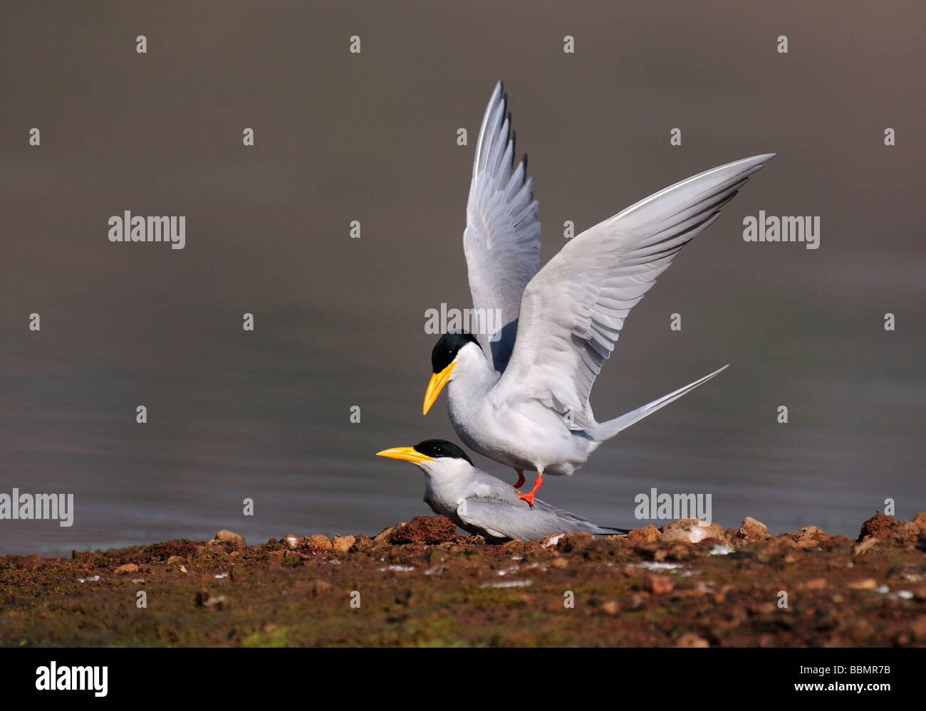 River terns mating display Stock Photo - Alamy
