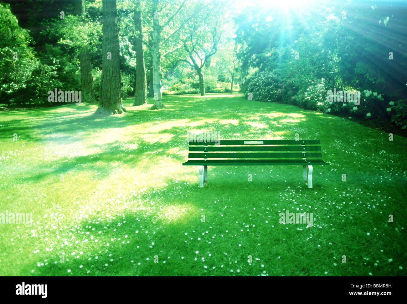 Scenic view of trees in a park Stock Photo - Alamy