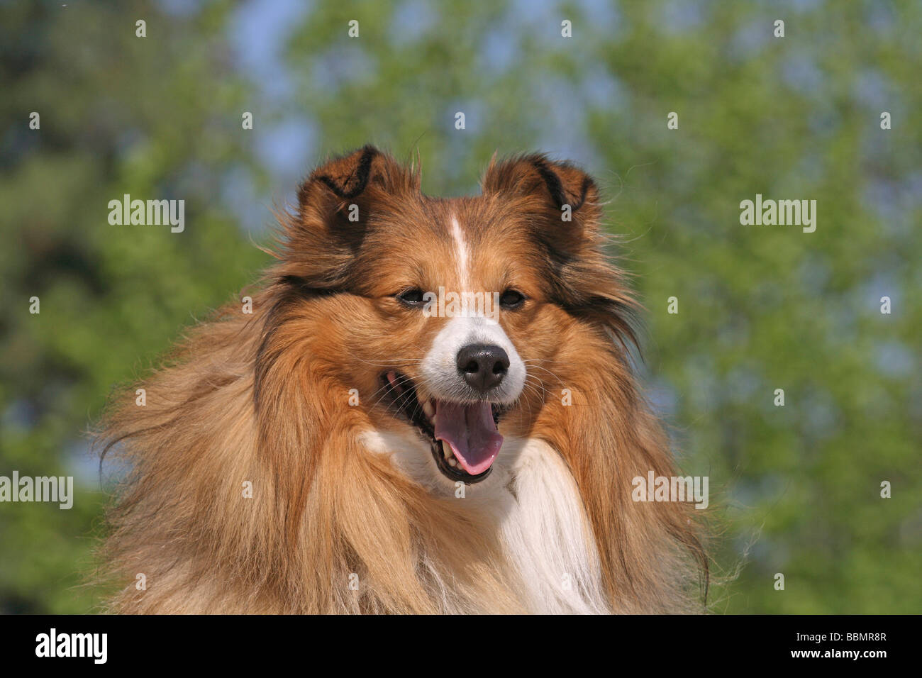 Kopfaufnahme hi-res stock photography and images - Alamy