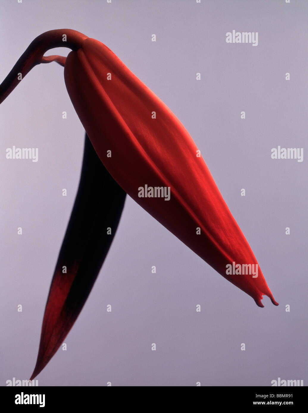 Drooping natural hi-res stock photography and images - Alamy