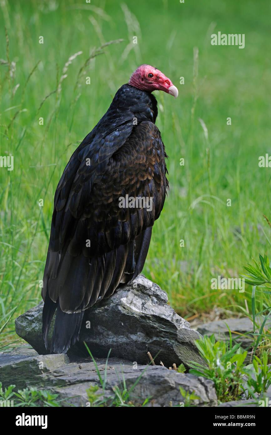 Red-headed Vulture (Sarcogyps calvus Stock Photo - Alamy