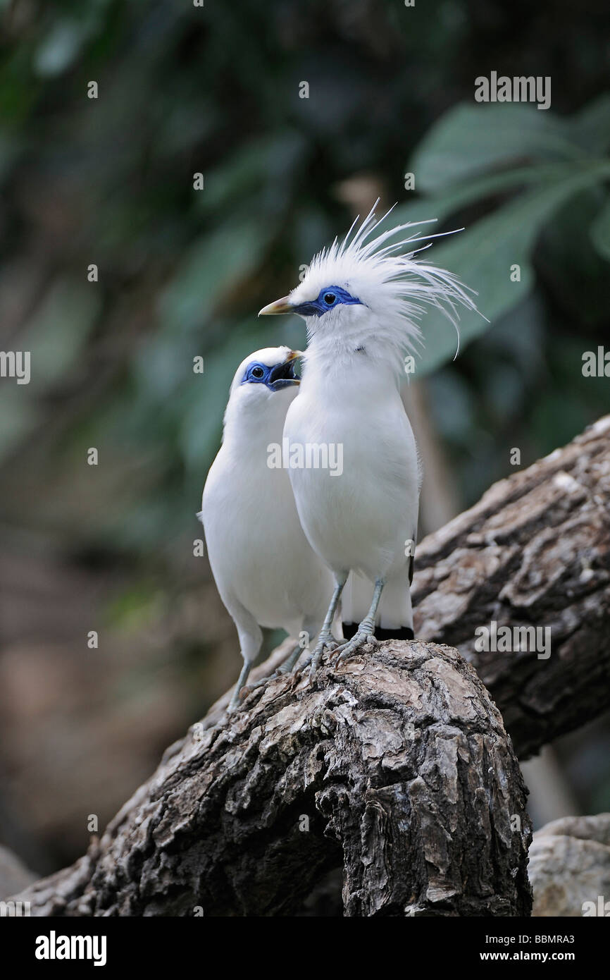 Mynah birds hi-res stock photography and images - Alamy