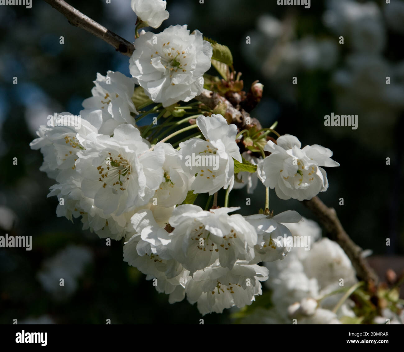 White cherry blossom hi-res stock photography and images - Alamy