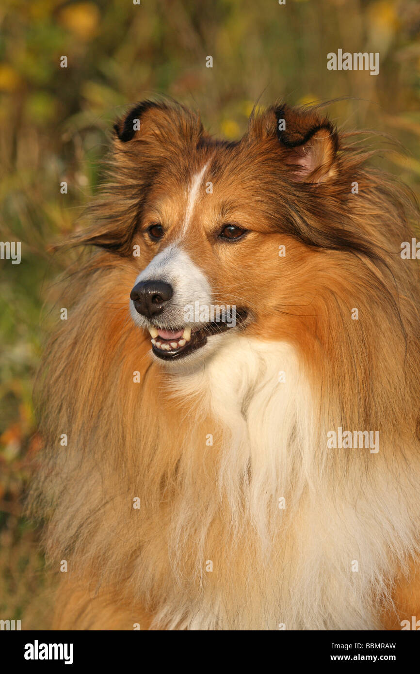 Shetland animal breeds hi-res stock photography and images - Alamy