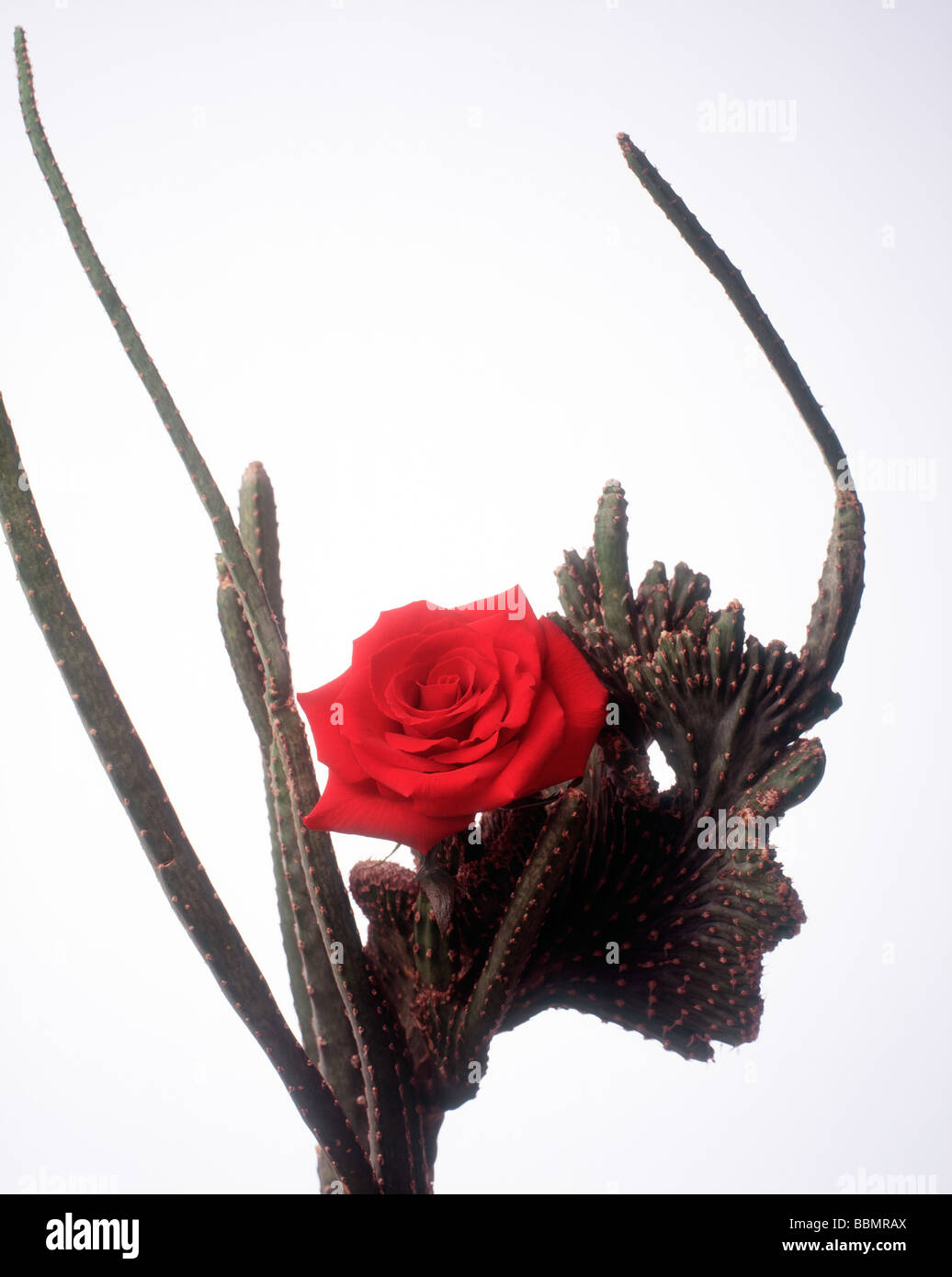 Close-up of a rose on a cactus plant Stock Photo - Alamy