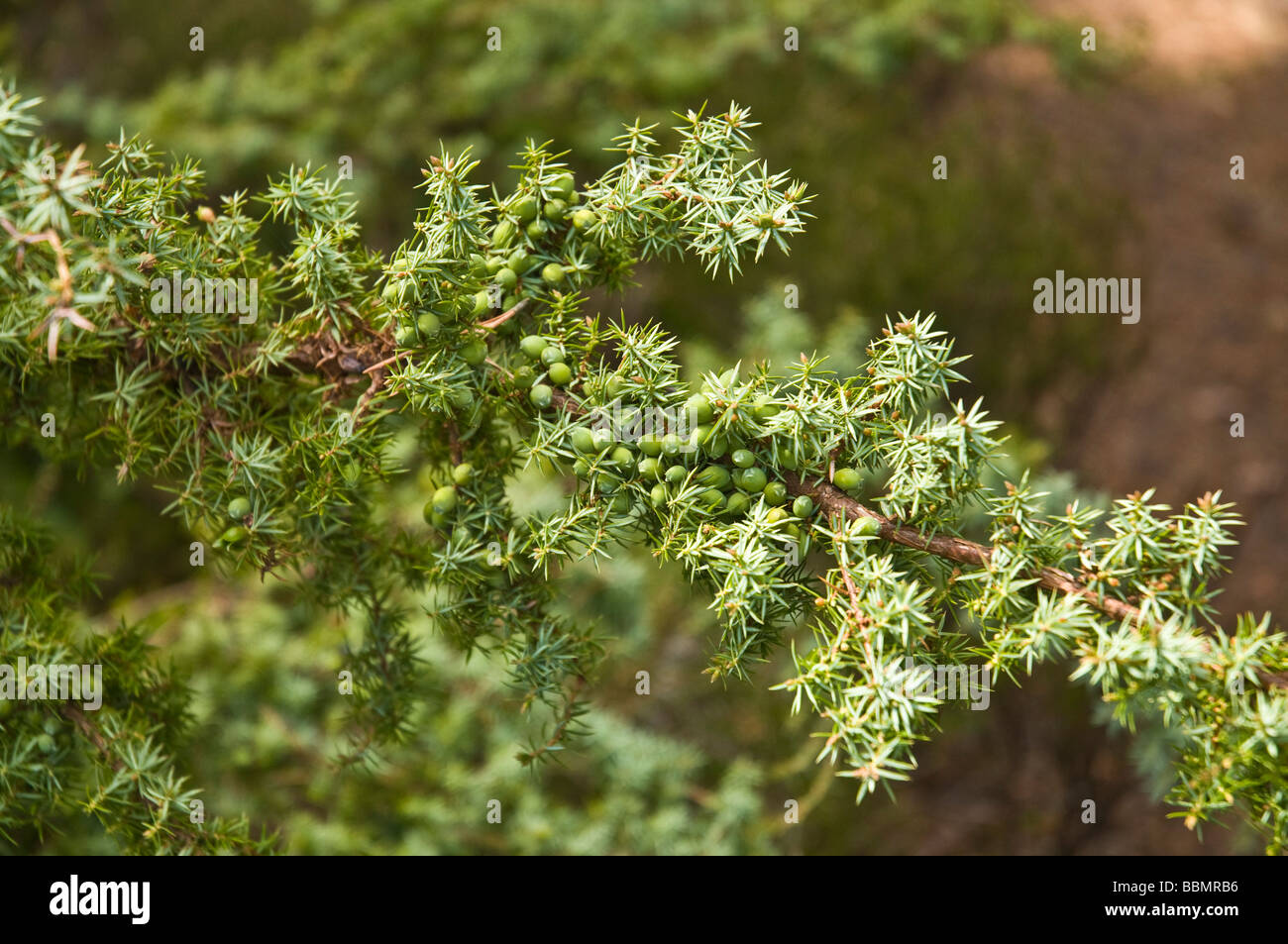 Juniper tree scotland hi-res stock photography and images - Alamy