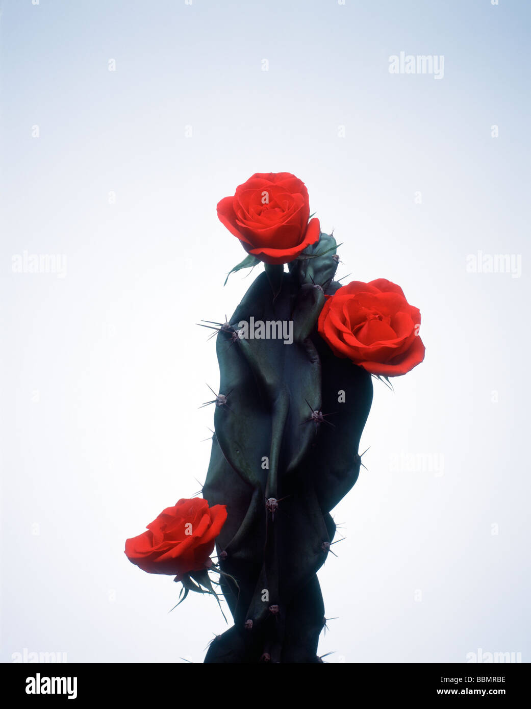 View of red roses on a cactus plant Stock Photo - Alamy