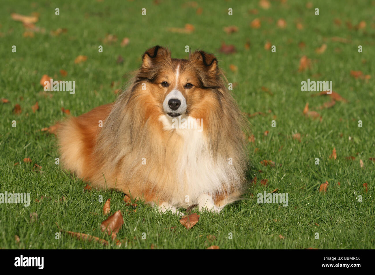 Shelties lying hi-res stock photography and images - Alamy