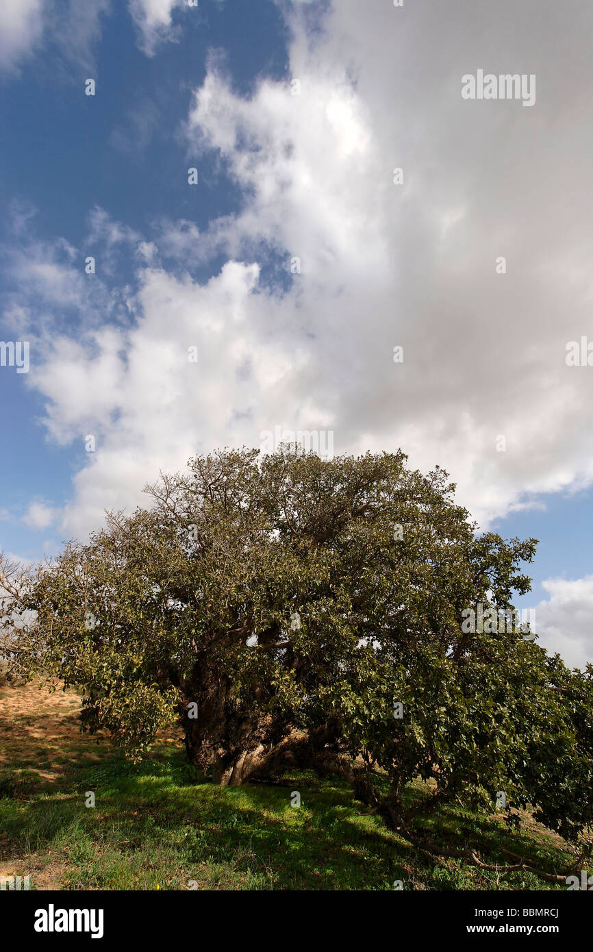 Israel Southern Coastal Plain Sycamore tree in Ashdod dunes Stock Photo ...