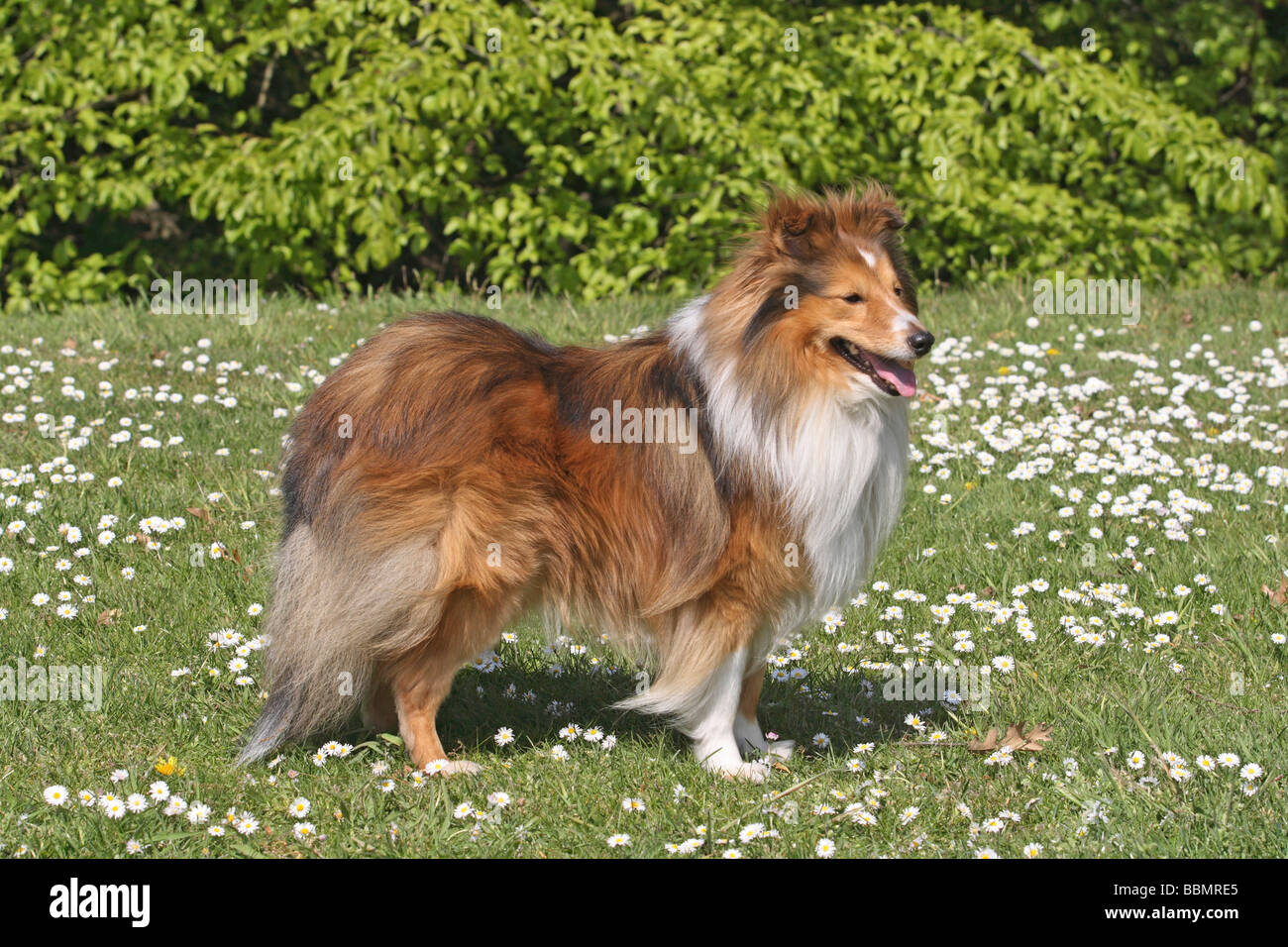 Shetland Sheepdog, Sheltie, standing on the a meadow, side view Stock ...