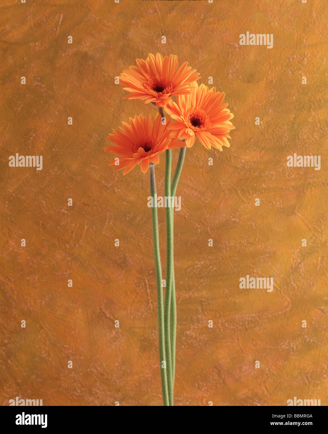 Long stalk hi-res stock photography and images - Alamy