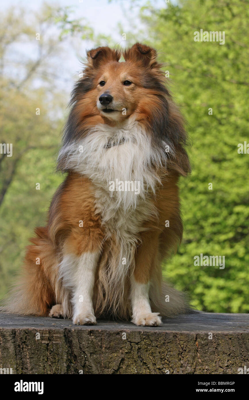 Shetland Sheepdog, Sheltie sitting on a tree stump Stock Photo - Alamy
