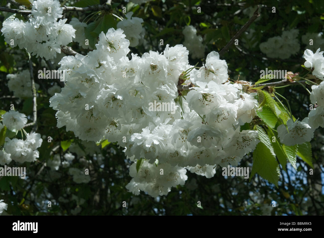 White Cherry Blossom Stock Photo - Alamy
