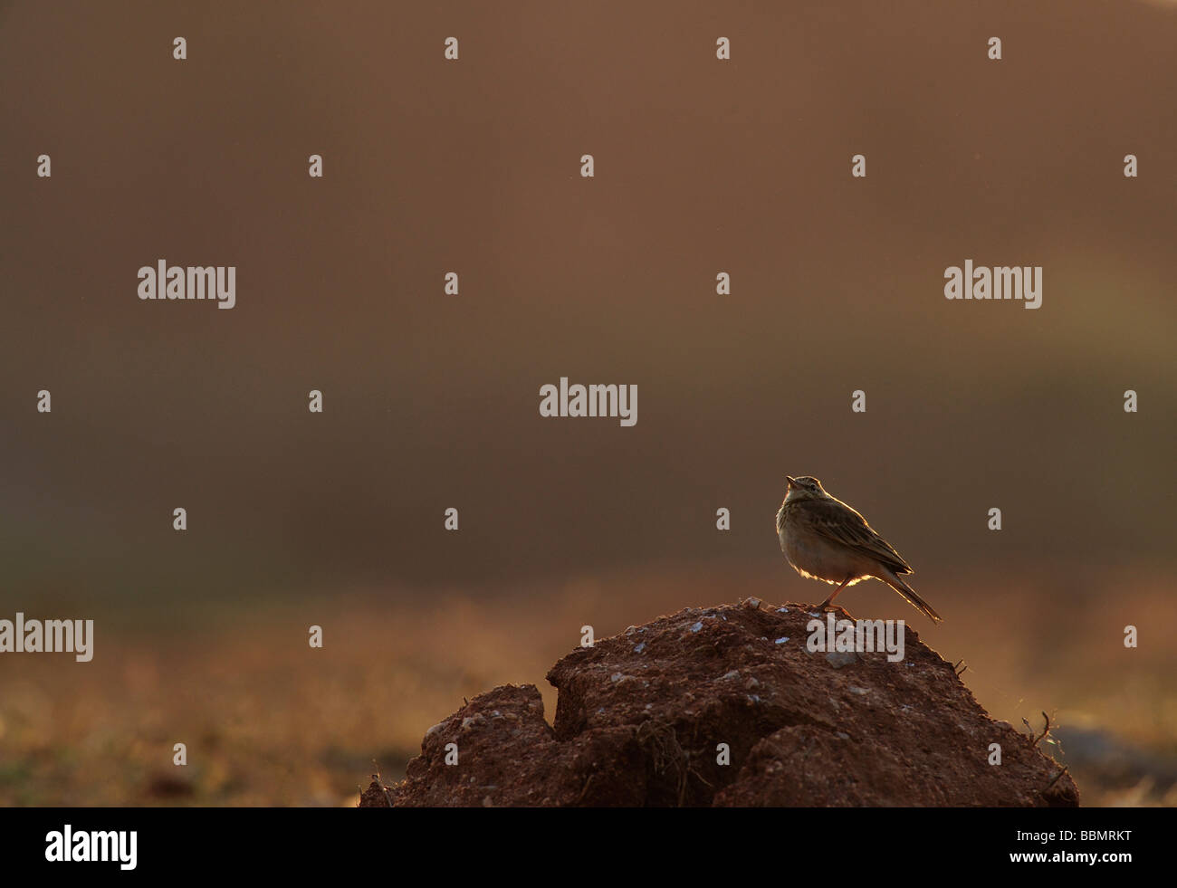 Paddyfield Pipit Anthus rufulus in Beautiful Early Morning Light Stock ...