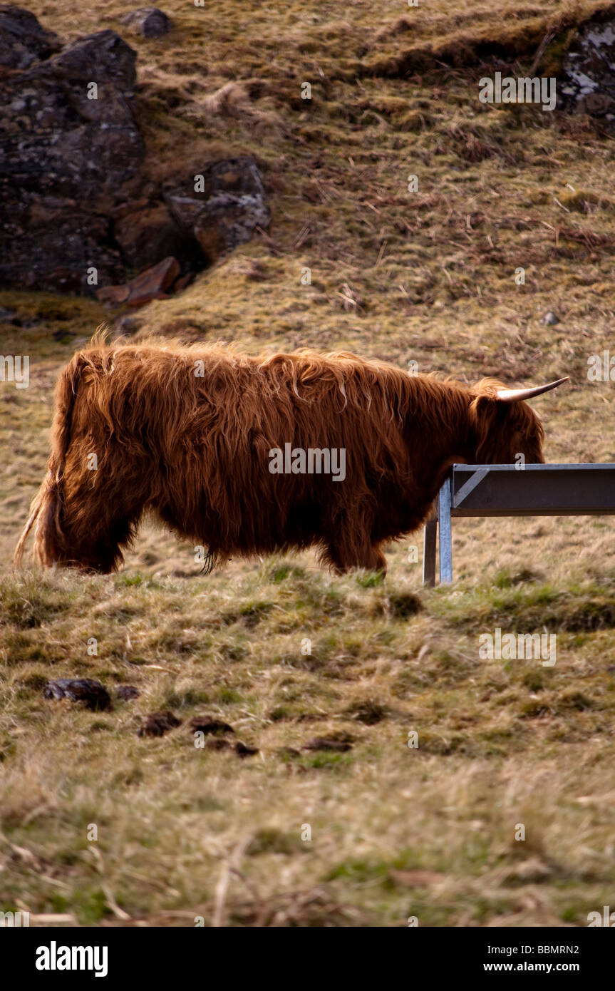 Cattle feeding from trough hi-res stock photography and images - Alamy
